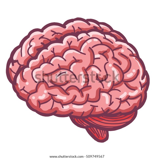 Brains Anatomy Cartoon Illustration Vector Stock Vector (Royalty Free ...