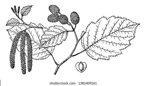 Grey Alder Alnus Incana Vintage Illustration: เวกเตอร์สต็อก (ปลอดค่า ...