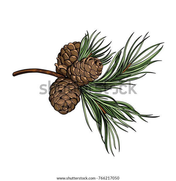 Branch Cedar Christmas Vector Illustration Isolated Stock Vector ...