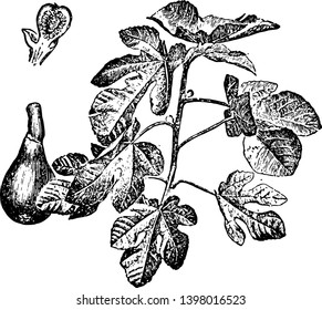 Branch Fig Along Cross Section Fig: เวกเตอร์สต็อก (ปลอดค่าลิขสิทธิ์ ...