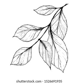25,094 Leaf trace Images, Stock Photos & Vectors | Shutterstock