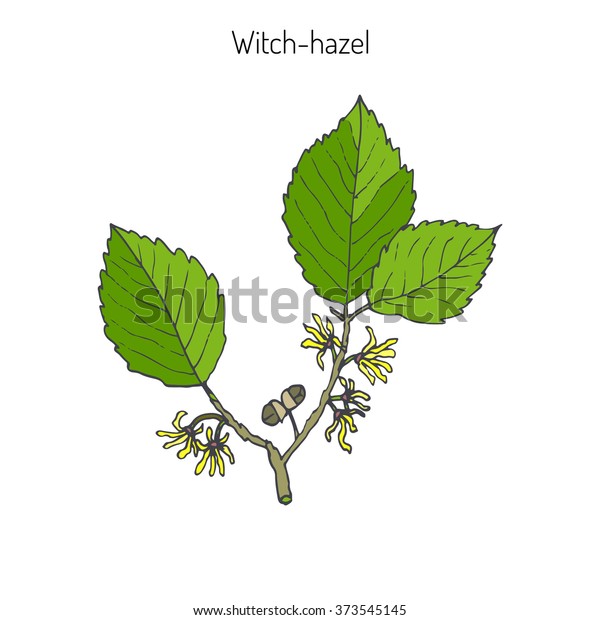 Branch Witch Hazel Medicinal Plant Hamamelis 스톡 벡터(로열티 프리) 373545145