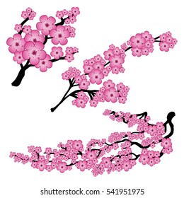 「Branches Sakura Three Variants Outline Contour」のベクター画像素材（ロイヤリティフリー ...