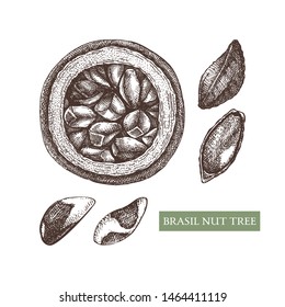 4,306 Brazil nuts vector Images, Stock Photos & Vectors | Shutterstock