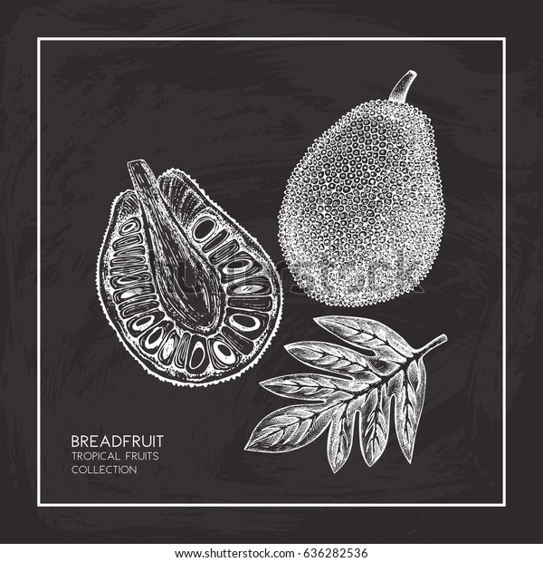 Breadfruit Hand Drawn Illustration Engraved Botanical Stock Vector ...