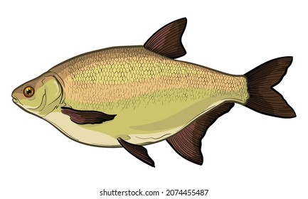 455 Logo bream Images, Stock Photos & Vectors | Shutterstock