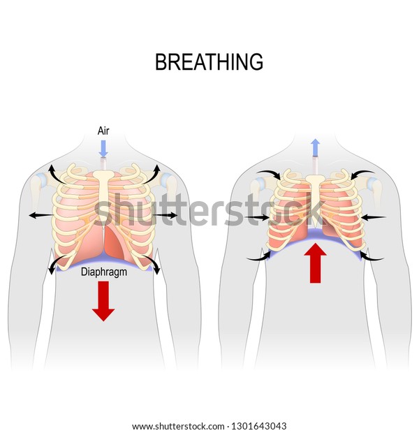 Breathing diaphragm : 5 299 images, photos et images vectorielles de ...