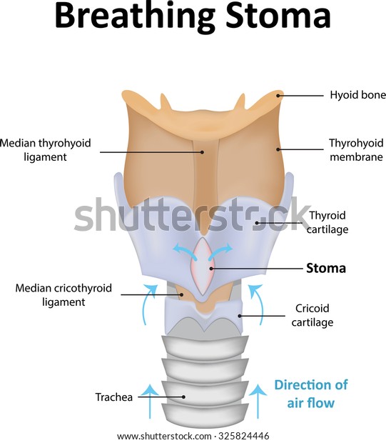Breathing Stoma Illustration Stock Vector (Royalty Free) 325824446