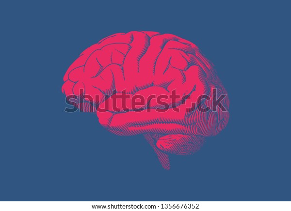 Bright Red Engraving Human Brain Drawing Stock Vector (Royalty Free ...