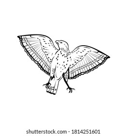 95 Hawk Front View Stock Vectors, Images & Vector Art | Shutterstock