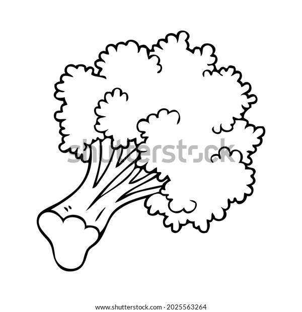 Broccoli Line Vector Illustrationisolated On White Stock Vector ...