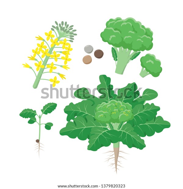Broccoli Plant Life Cycle Growing Stages: vector de stock (libre de ...