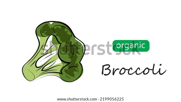 Broccoli Vector Doodle Illustration Art Illustration Stock Vector ...