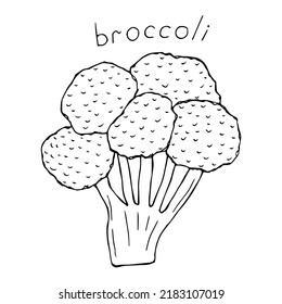 Broccoli Vector Illustration Hand Drawing Sketch Stock Vector (Royalty ...