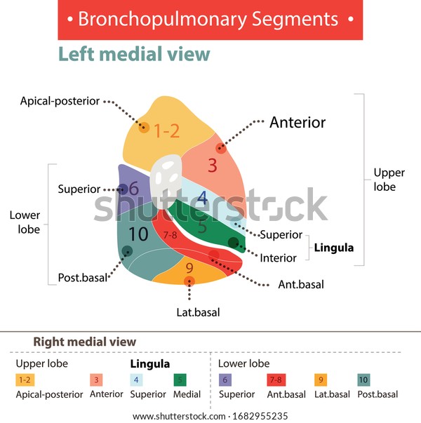 Bronchopulmonary Segments Left Medial View Stok Vektör (Telifsiz ...