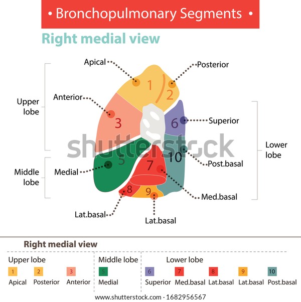 Bronchopulmonary Segments Right Medail View Stock Vector (Royalty Free ...