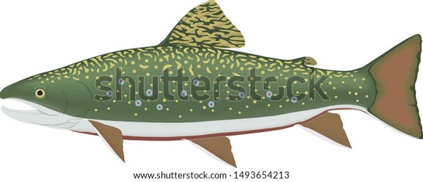 Brook Trout Vector Fish Green Stock Vector (Royalty Free) 1493654213 ...