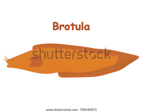 Brotula Fish Vector Cartoon Illustration T Stock Vector (Royalty Free ...