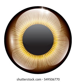 573 Hazel eyes vector Images, Stock Photos & Vectors | Shutterstock