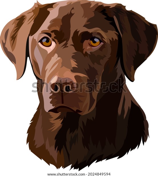 Brown Labrador Retriever Head Vector Illustration Stock Vector (Royalty ...