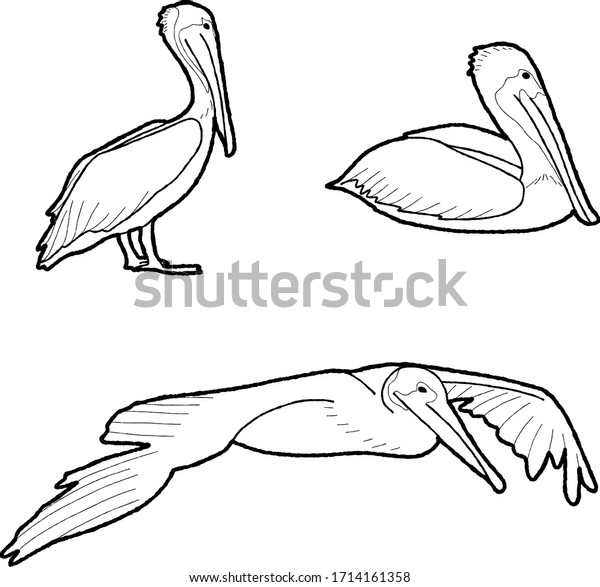 Brown Pelican Vector Illustration Hand Drawn Stock Vector (Royalty Free ...