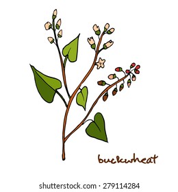 Buckwheat Plant Vector Illustration Stock Vector (Royalty Free ...