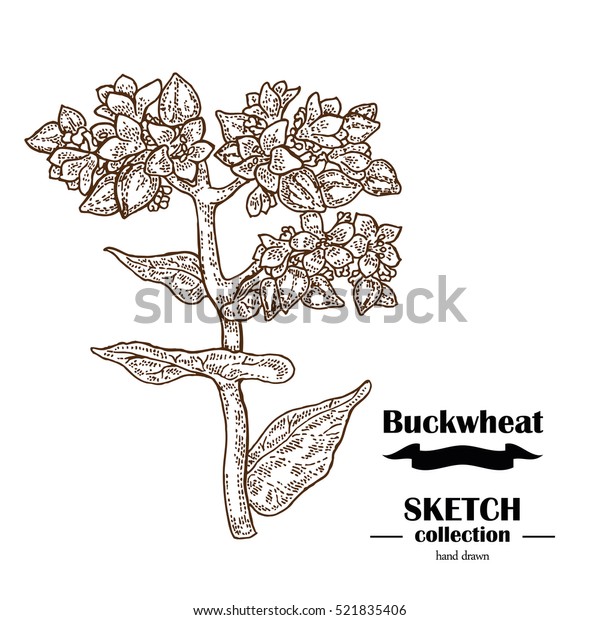 Buckwheat Sketch Hand Drawn Cereal Vector Stock Vector (Royalty Free ...