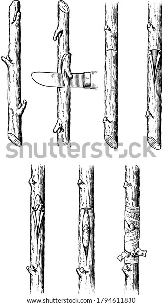 Budding Type Asexual Reproduction Through This Stock Vector (Royalty ...