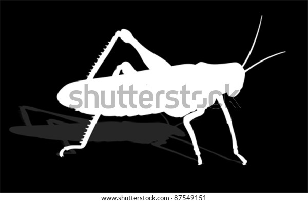 Bug Cricket Isolated On White Background Stock Vector (Royalty Free ...