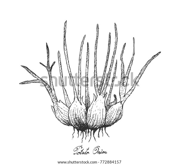Bulb Stem Vegetable Illustration Hand Drawn Stock Vector (Royalty Free ...