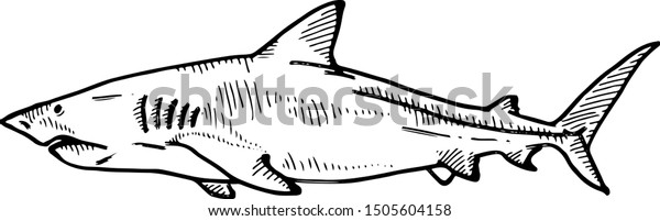 Bull Shark Hand Drawn Vector Illustration Stock Vector (Royalty Free ...