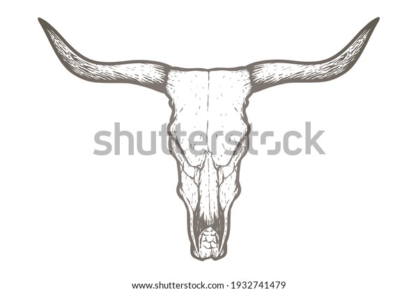 Bull Skull Vector Illustration Out Line Stock Vector (Royalty Free ...