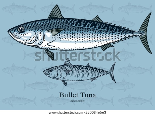 Bullet Tuna Vector Illustration Refined Details Stock Vector (Royalty ...