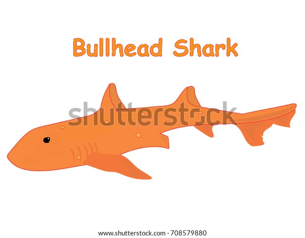Bullhead Shark Fish Vector Cartoon Illustration: เวกเตอร์สต็อก (ปลอดค่า ...