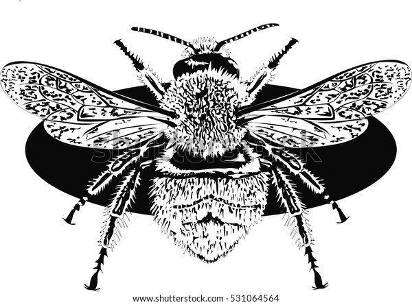 Bumblebee Hand Drawing Realistic Sketch Stylized Stock Vector (Royalty ...