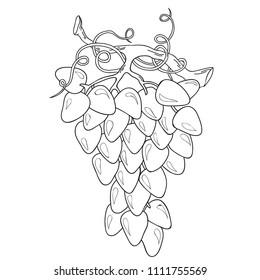 Bunch Grapes Vector Illustration Hand Drawn Stock Vector (Royalty Free ...