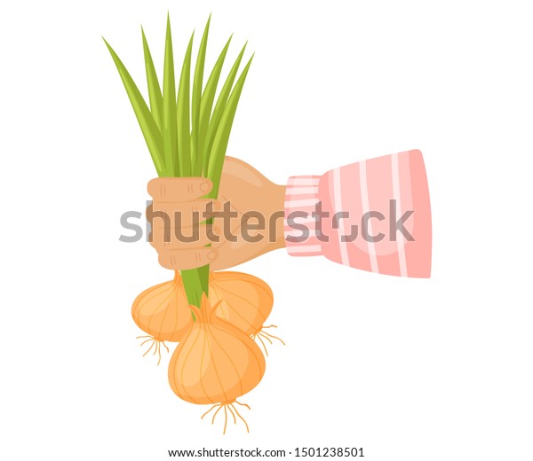 Bunch Onions Hand Vector Illustration On Stock Vector (Royalty Free ...