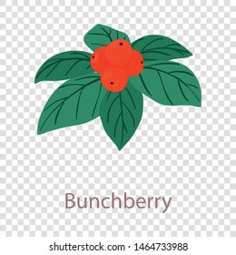 Bunchberry Images, Stock Photos & Vectors | Shutterstock