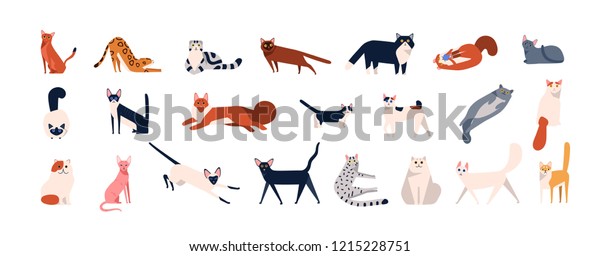 Bundle Adorable Cats Various Breeds Sitting Stock Vector (Royalty Free ...