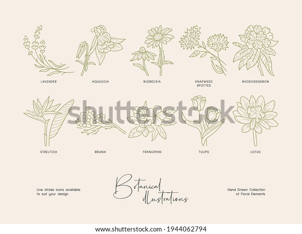 Bundle Detailed Botanical Drawings Blooming Wild Stock Vector (Royalty ...