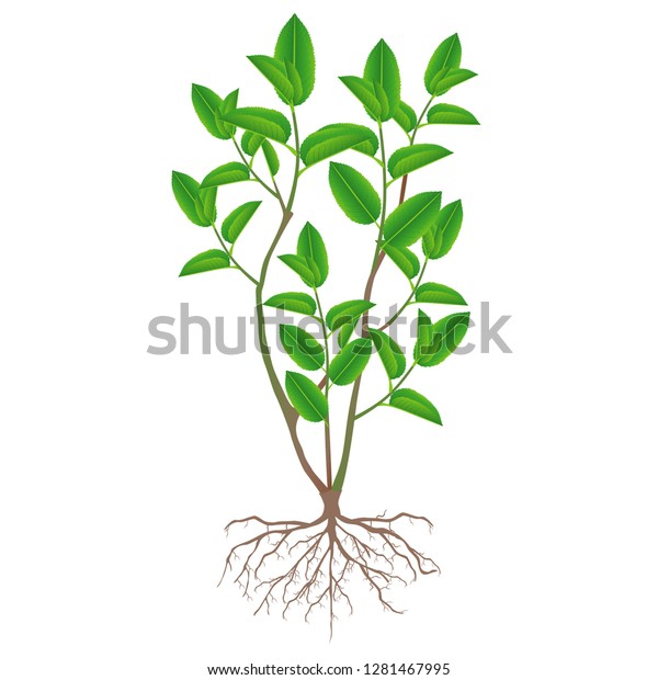Bush Green Tea Roots On White Stock Vector (Royalty Free) 1281467995 ...