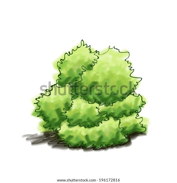 Bush Watercolor Hand Drawn Vector Illustration Stock Vector (Royalty ...
