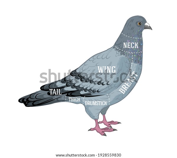 Butcher Diagram Guide Cutting Pigeon Black Stock Vector (Royalty Free ...