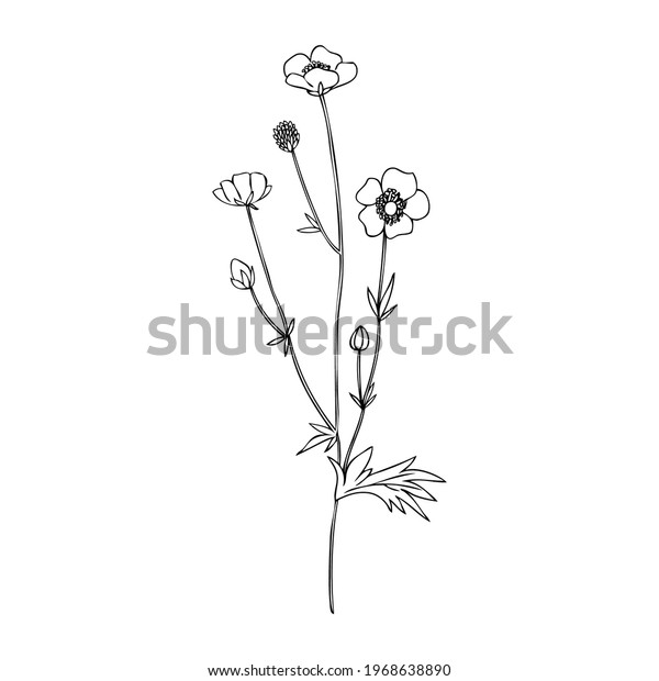 Buttercup Flower Crowfoot Branch Vector Illustration Stock Vector ...