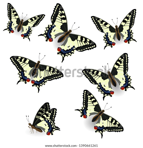 Butterfly Collection Realistic Swallowtail Vector Illustration Stock ...
