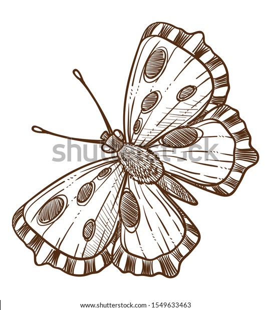 Butterfly Insect Eyespots On Wings Top Stock Vector (Royalty Free ...