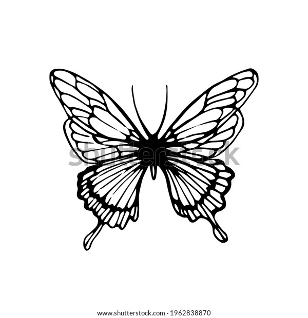 Butterfly Line Drawing Isolated On White Stock Vector (Royalty Free ...