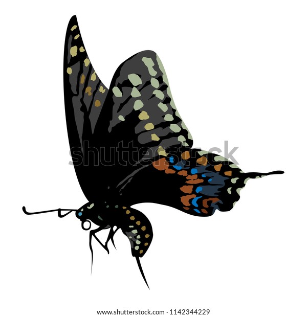 Butterfly Swallowtail Butterfly Color Vector Stock Vector (Royalty Free ...