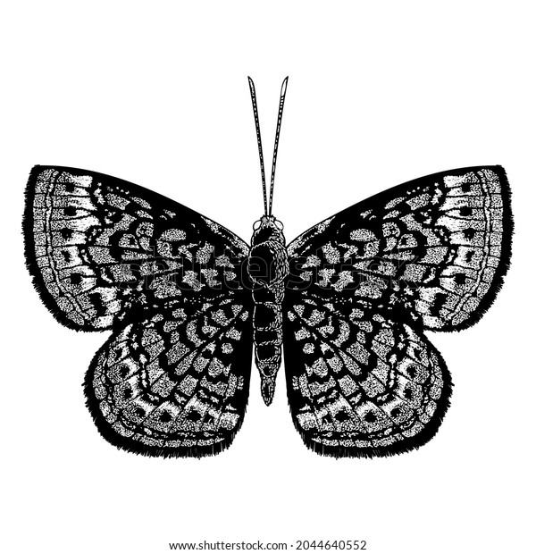 Butterfly Vector Drawing Illustration Vector Isolated Stock Vector ...