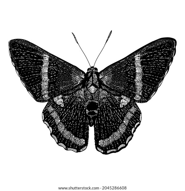 Butterfly Vector Drawing Illustration Vector Isolated Stock Vector ...